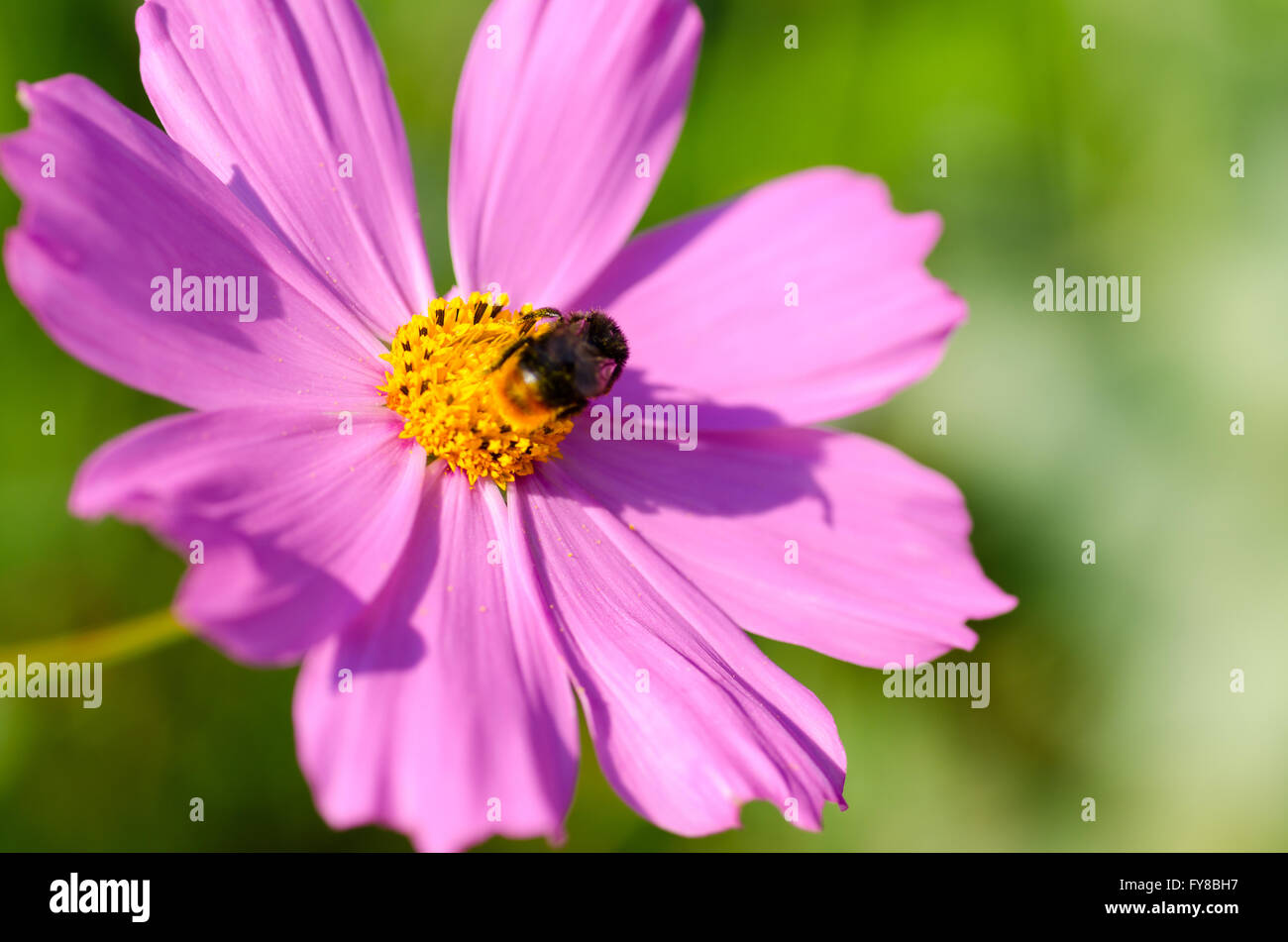 bee on cosmos flower Stock Photo - Alamy