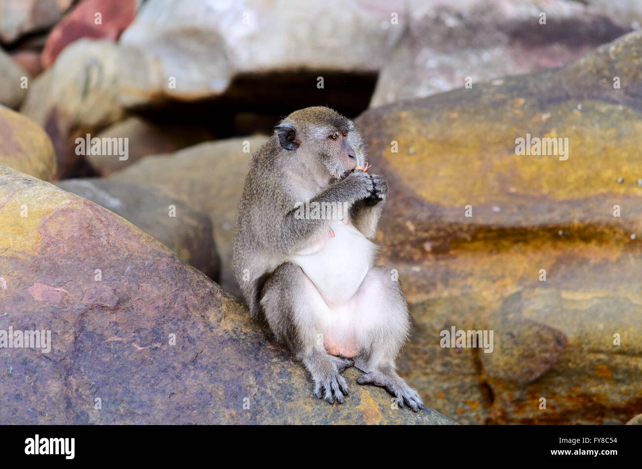 Macaca fascicularis beach hi-res stock photography and images - Alamy