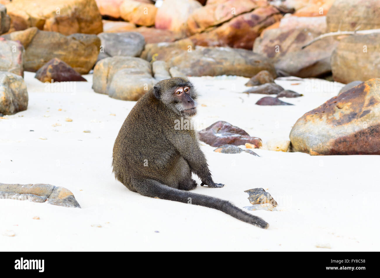 Macaca fascicularis beach hi-res stock photography and images - Alamy