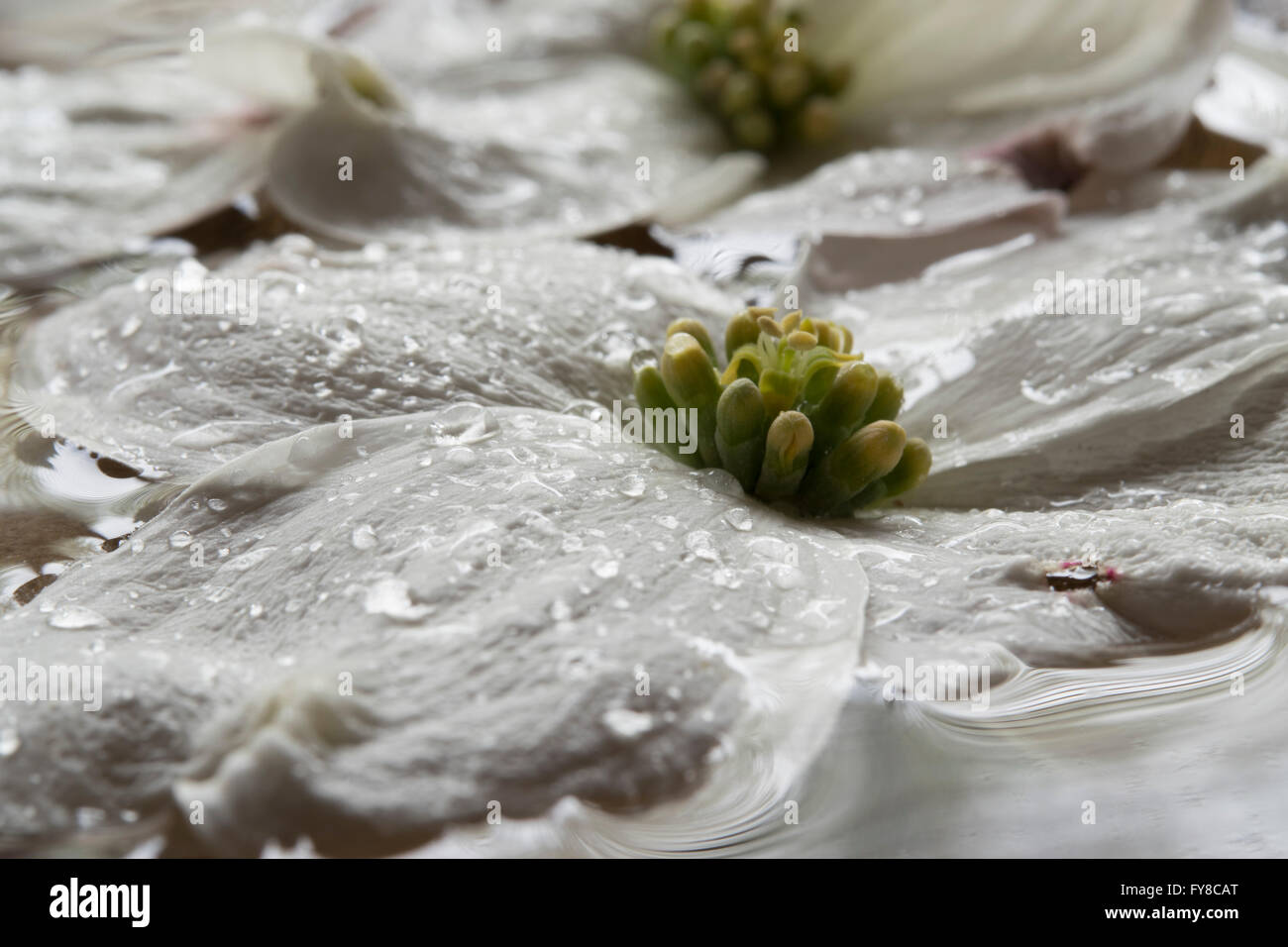 White stone flower petals water hi-res stock photography and images - Alamy