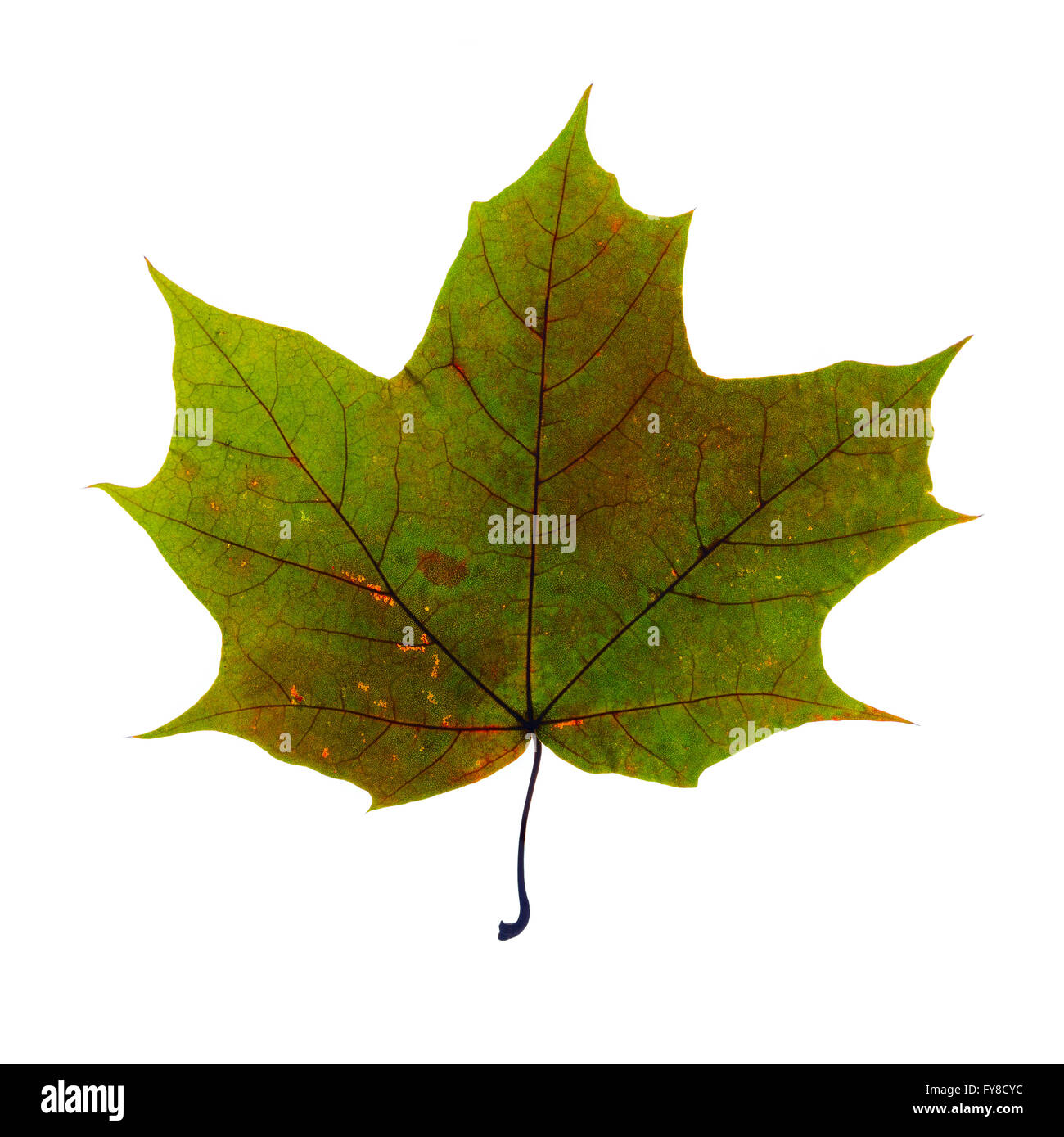 Cut leaf plane tree hi-res stock photography and images - Alamy
