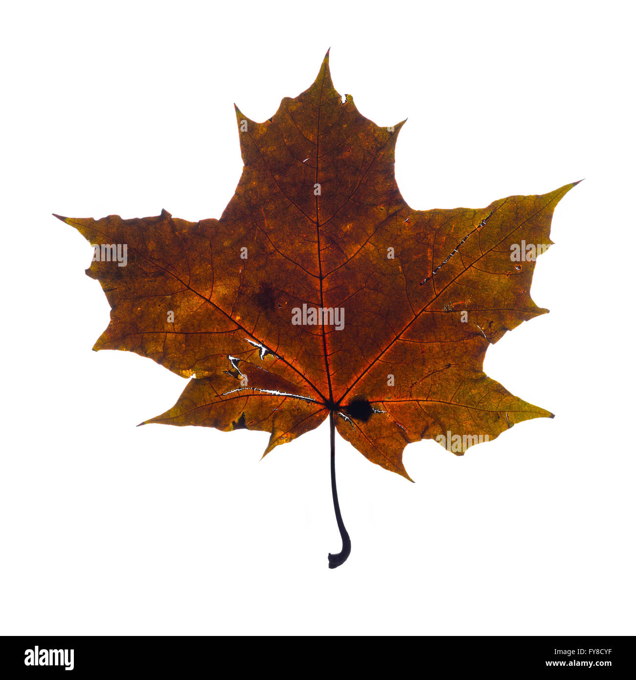 Cut leaf plane tree hi-res stock photography and images - Alamy