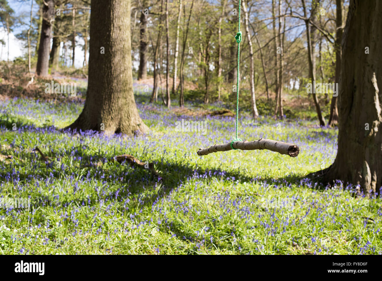 Hanging bluebells hi-res stock photography and images - Alamy