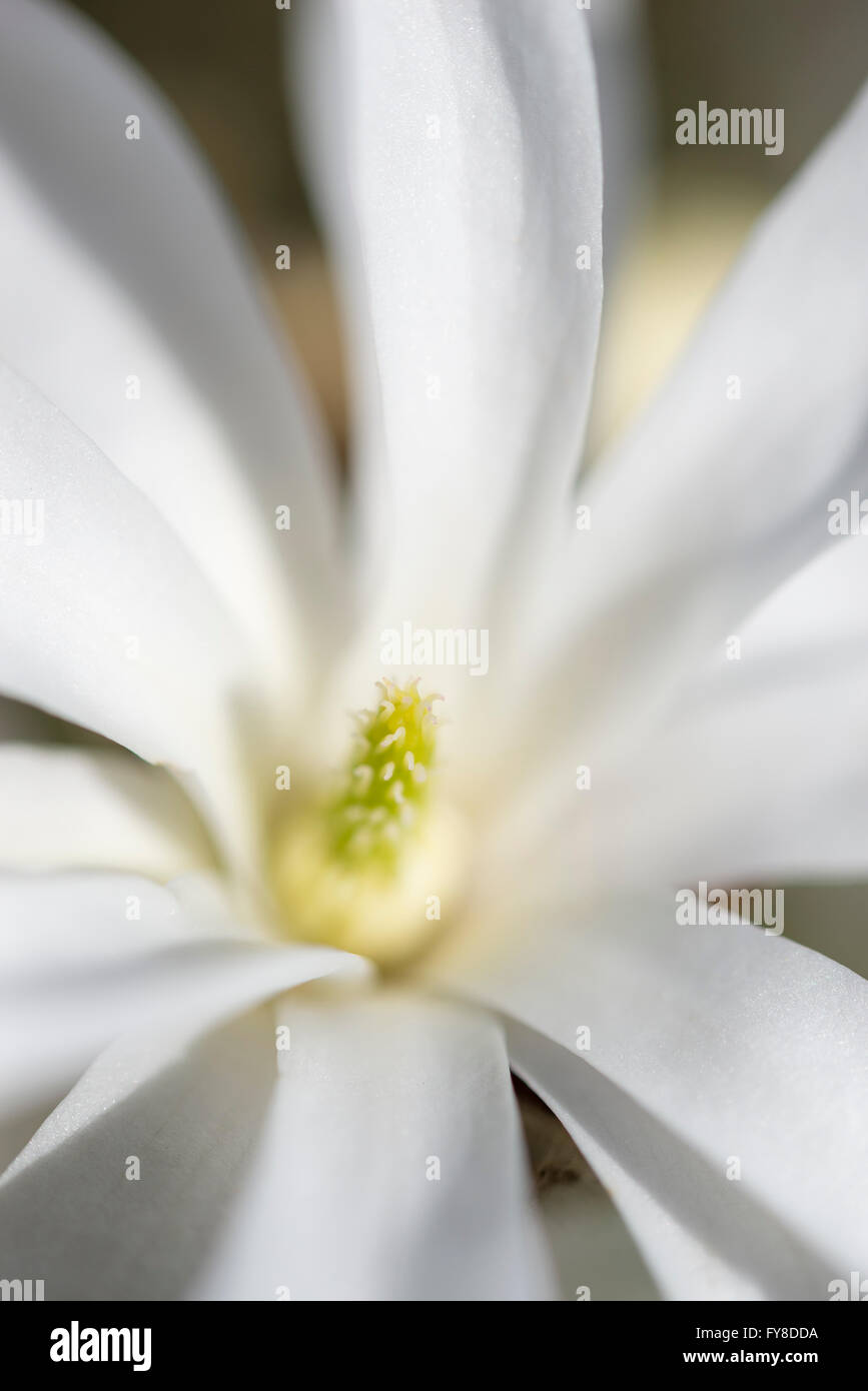 A pure white Magnolia Stellata flower in spring sunshine Stock Photo ...