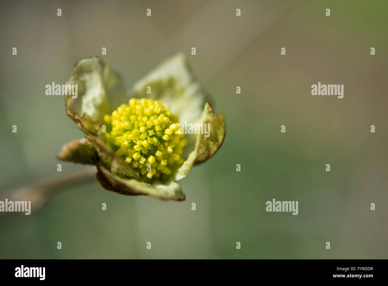 Close up of a Himalayan Hazel, Parrotiopsis Jacquemontiana Stock Photo ...