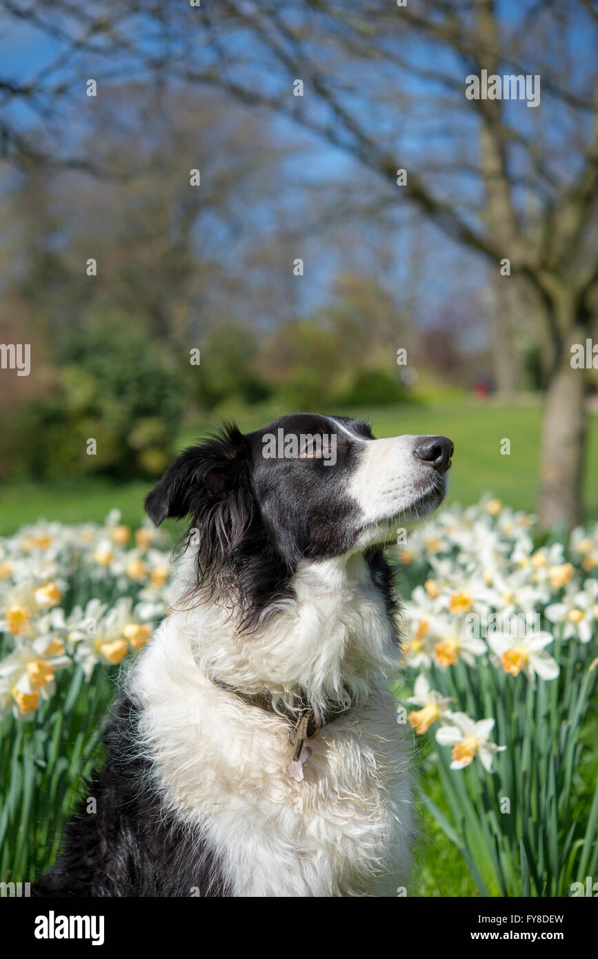 Sheffield park and garden dog hi-res stock photography and images - Alamy
