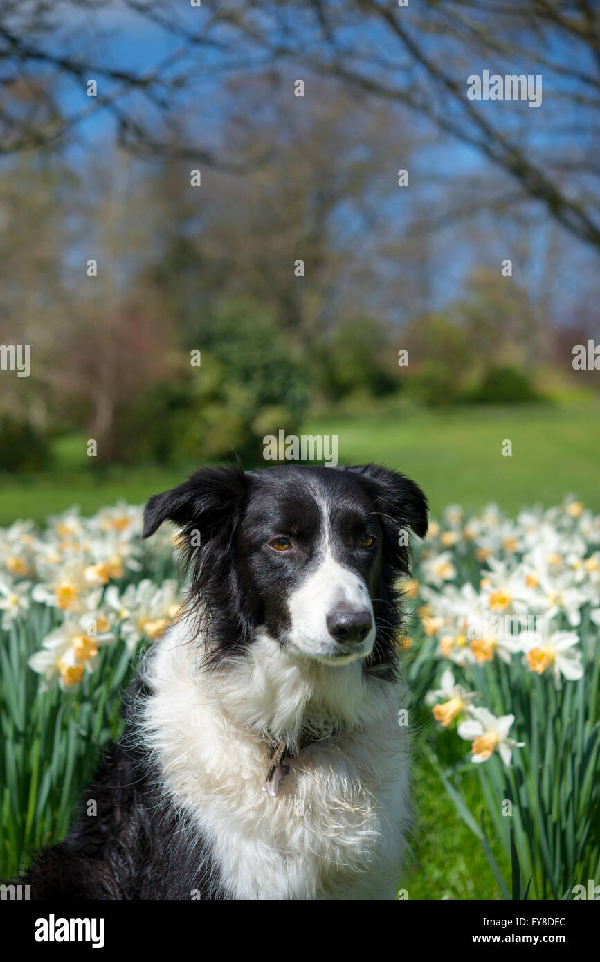 Border Collie sitting beside daffodils in spring sunshine Stock Photo ...