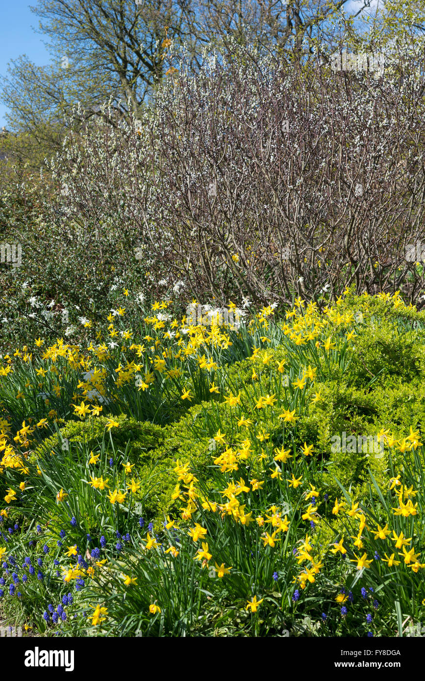 Spring daffodils and shrubs at Sheffield botanical gardens, Yorkshire ...
