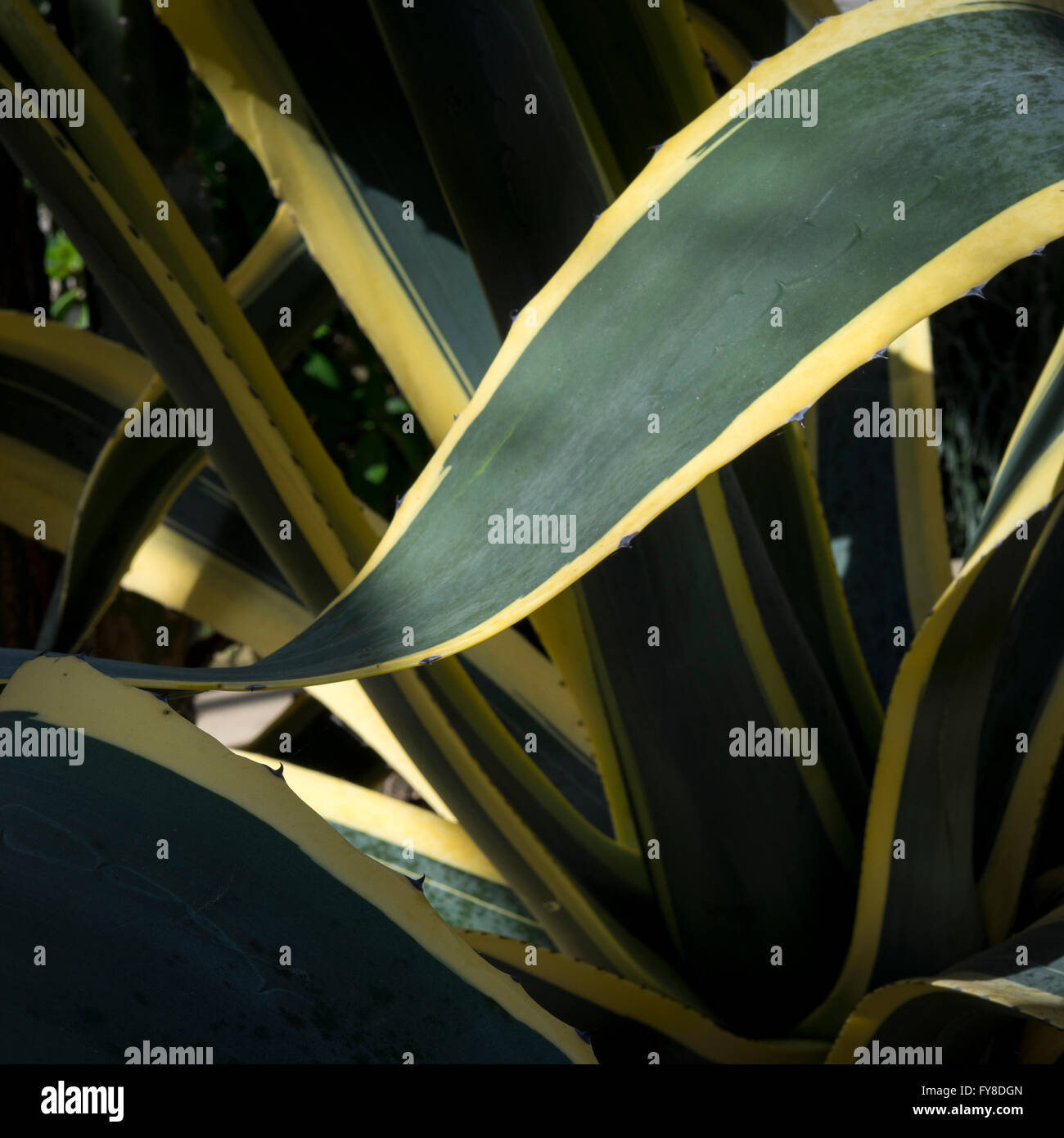 Agave green yellow spiky plant hi-res stock photography and images - Alamy