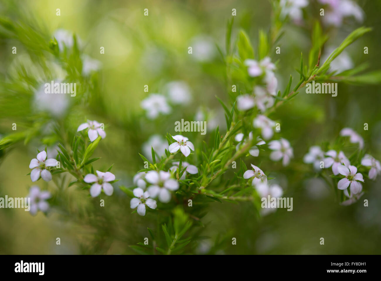 Pretty tiny flowers hi-res stock photography and images - Alamy