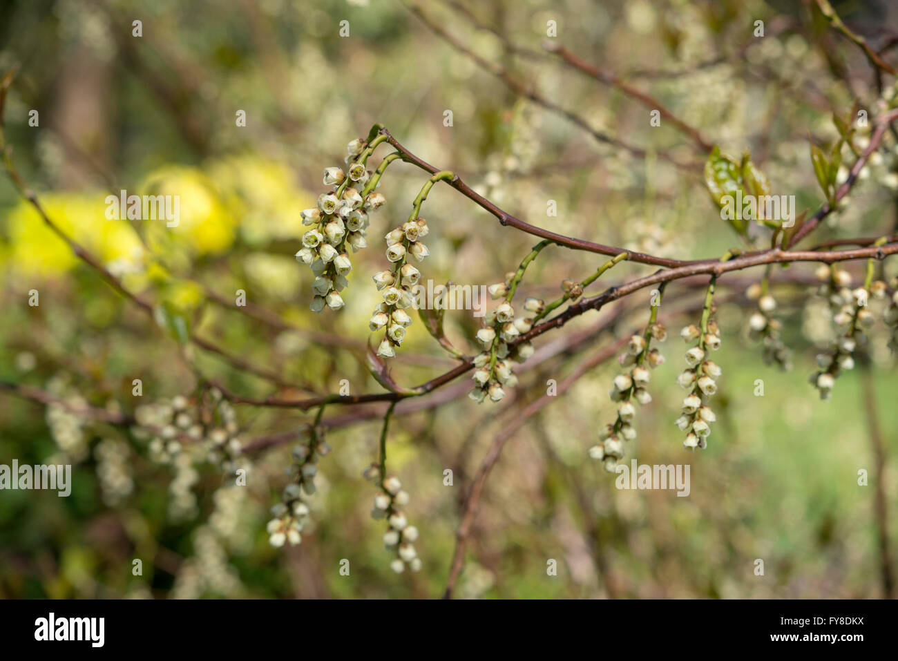 Stachyurus Praecox High Resolution Stock Photography and Images - Alamy
