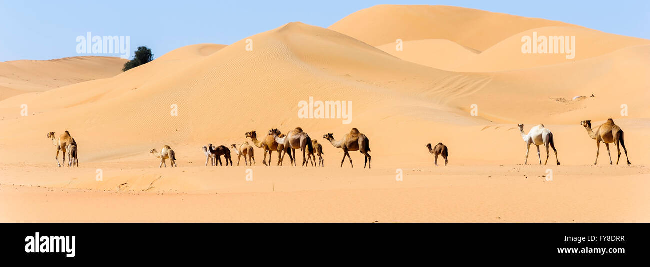 Saudi arabian desert caravan hi-res stock photography and images - Alamy