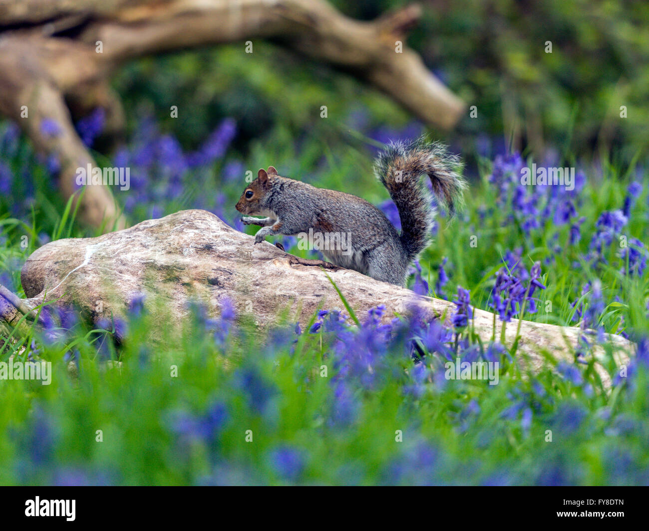 Grey Squirrel (Sciurus carolinensis) foraging in natural woodland ...