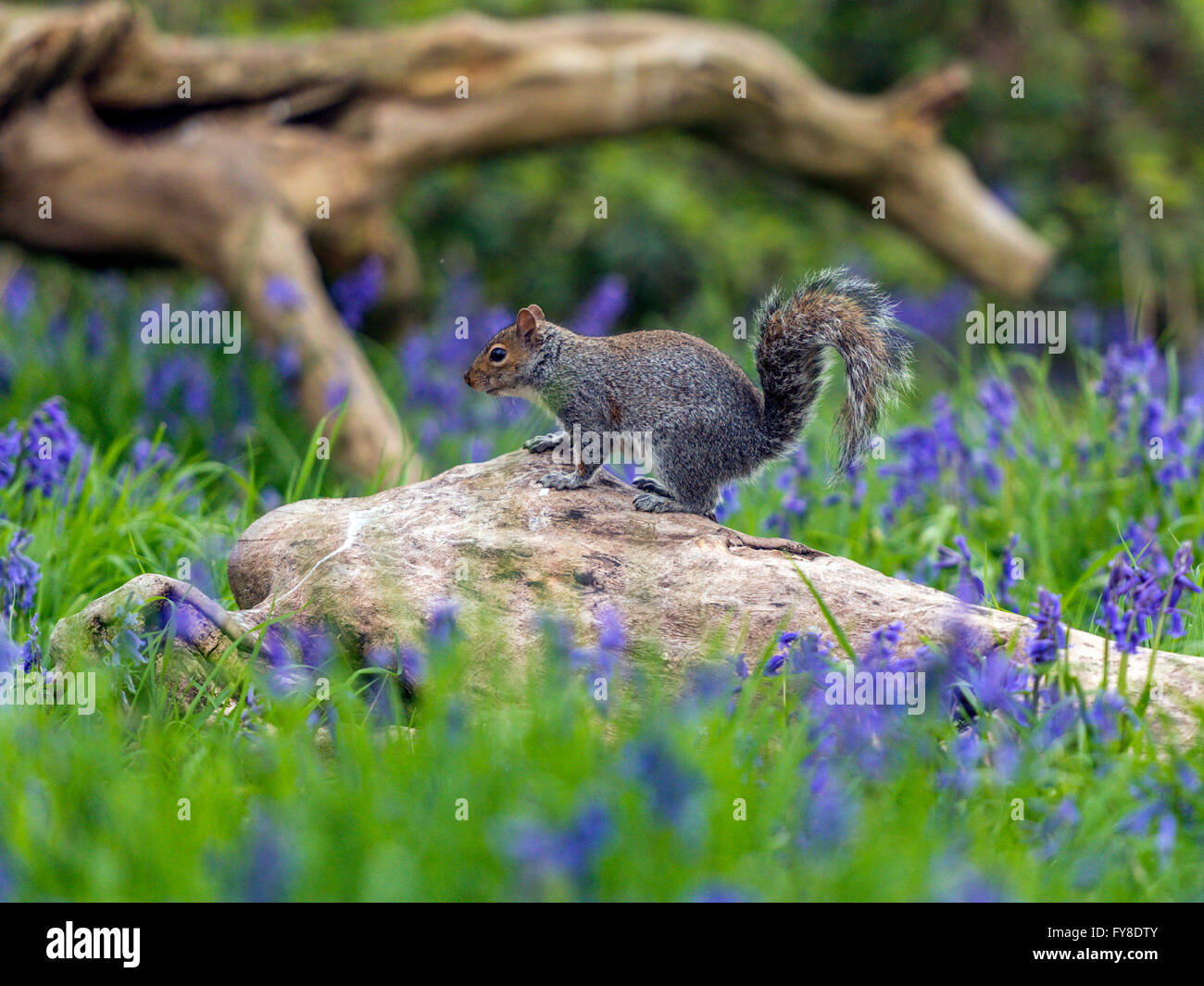 Grey Squirrel (Sciurus carolinensis) foraging in natural woodland ...