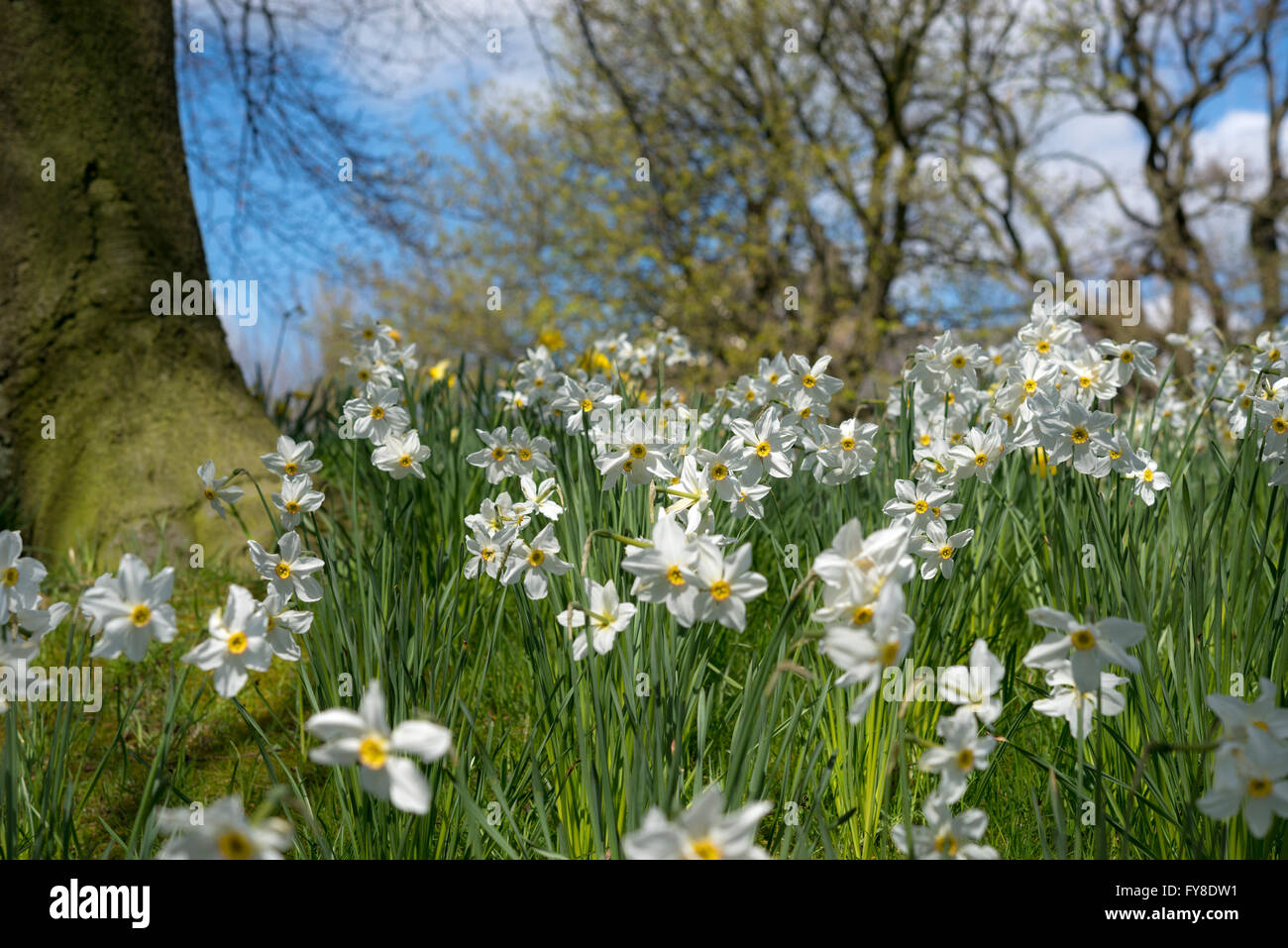 Spring Sunshine Flowers