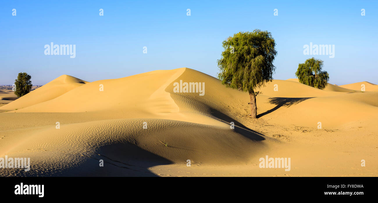 Panoramic view of a desert landscape with dunes and sparse trees ...