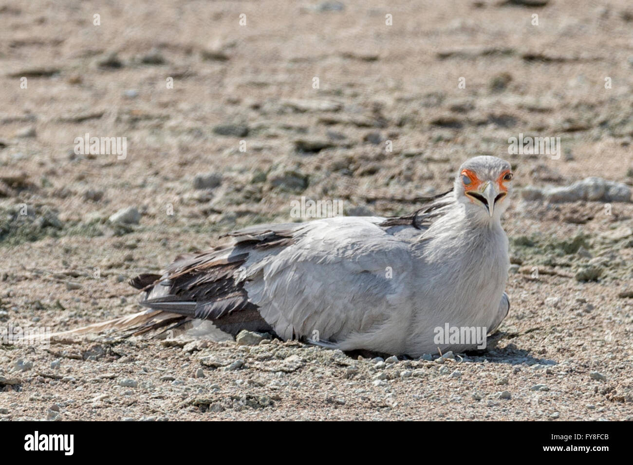 Secretary Bird aka secretarybird, Sagittarius serpentarius, Etosha ...