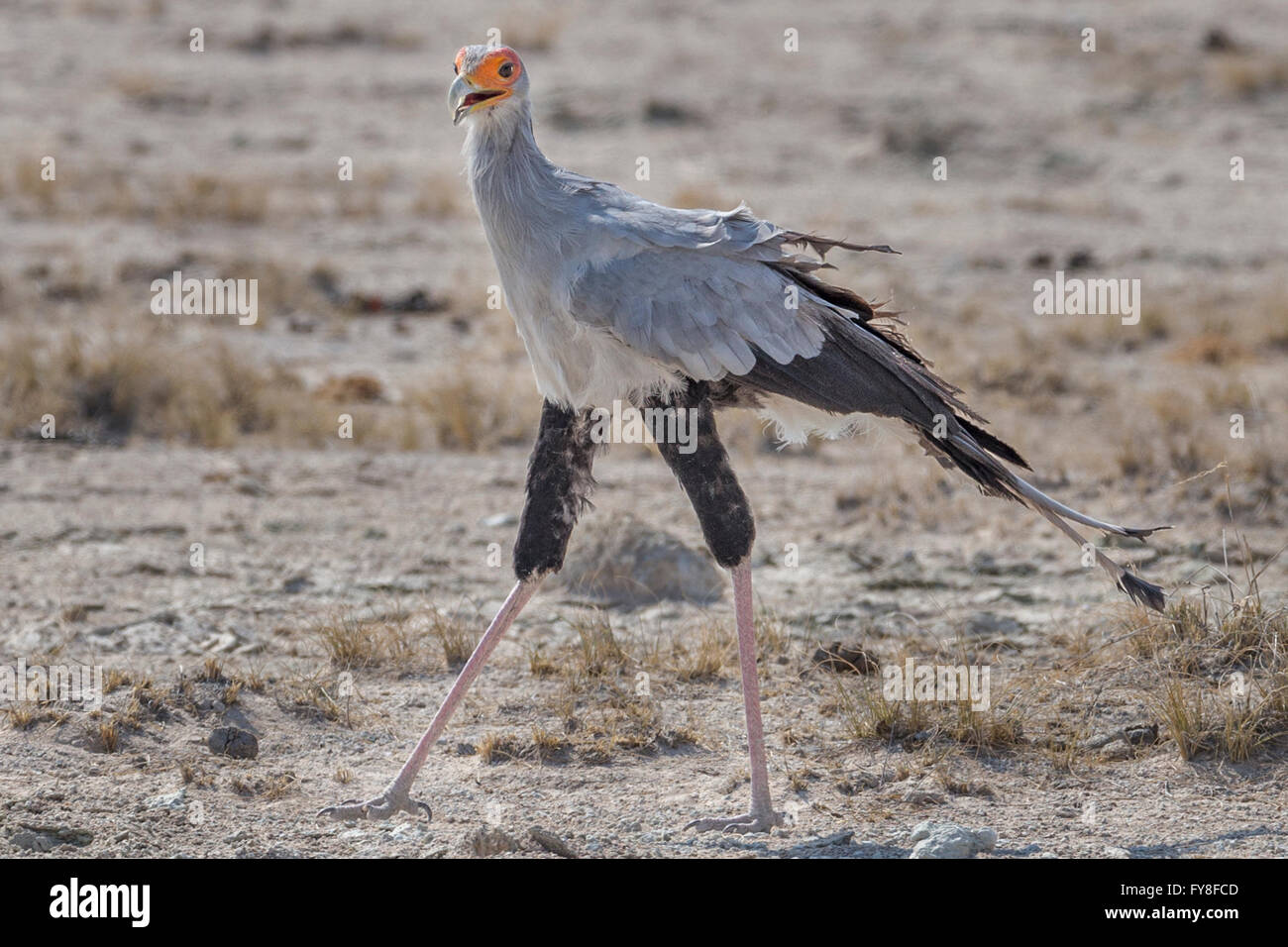 Secretary Bird,aka secretarybird, Sagittarius serpentarius, Etosha ...