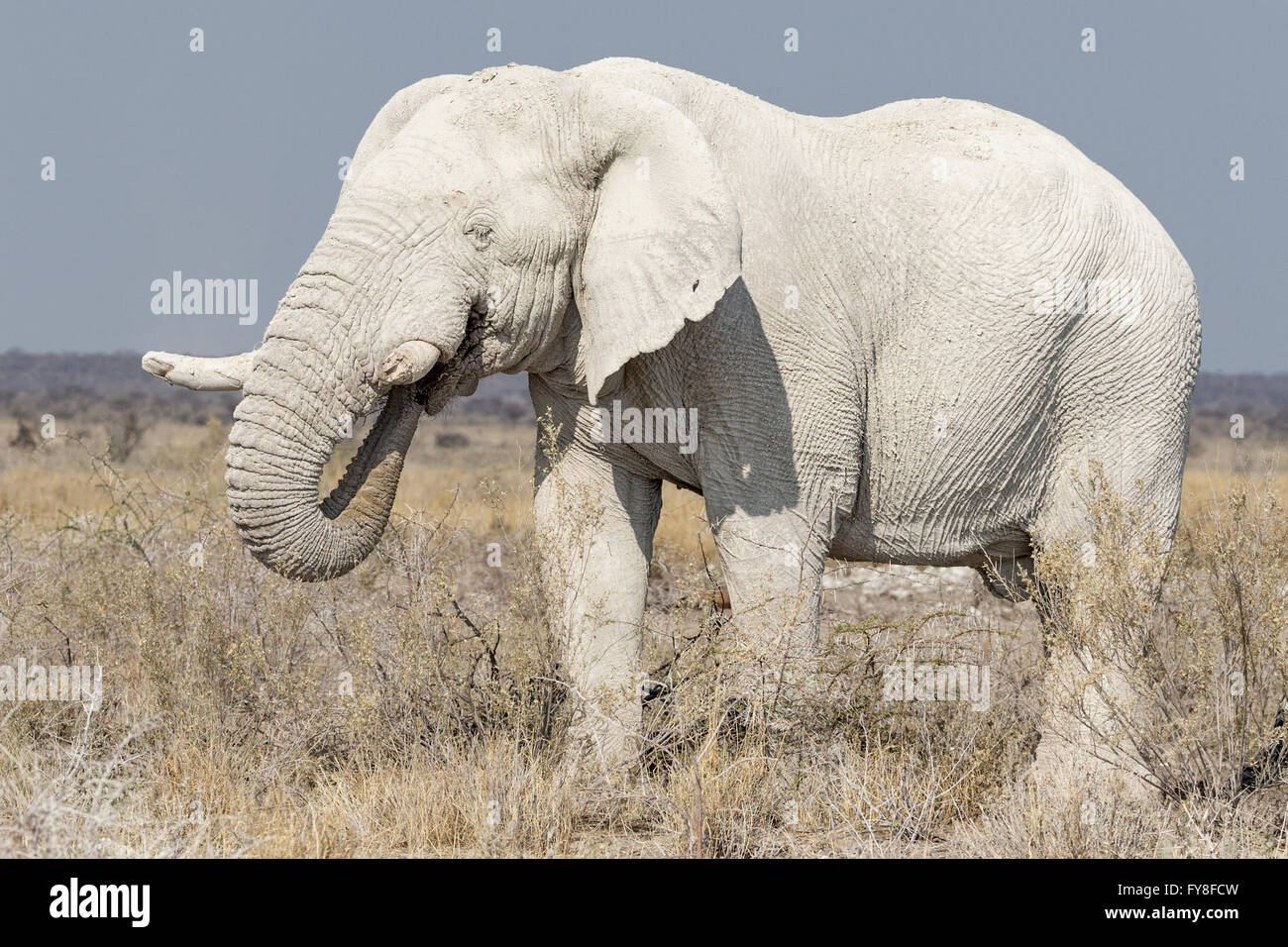 Eating, "Ghost" bull elephant, so called due to the whiteness of the ...