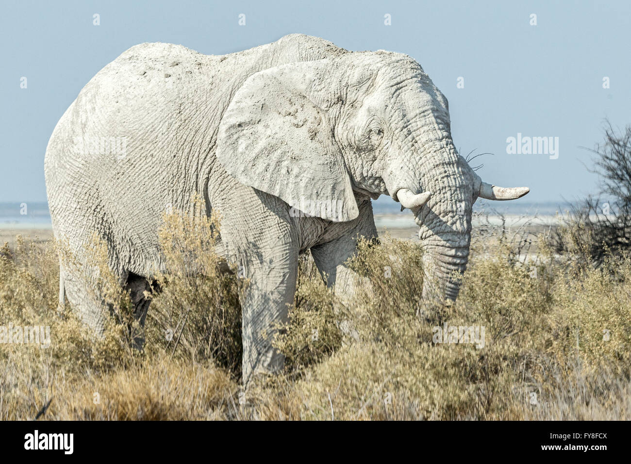 Browsing at a shrub hi-res stock photography and images - Alamy
