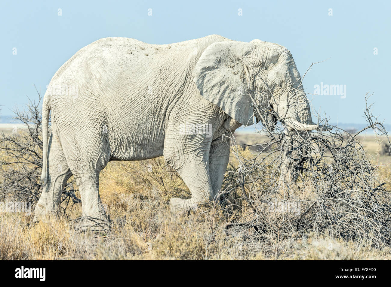 Browsing, "Ghost" bull elephant, so called due to the whiteness of the ...