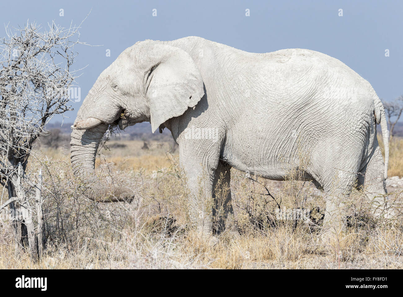 Browsing "Ghost" bull elephant, so called due to the whiteness of the ...