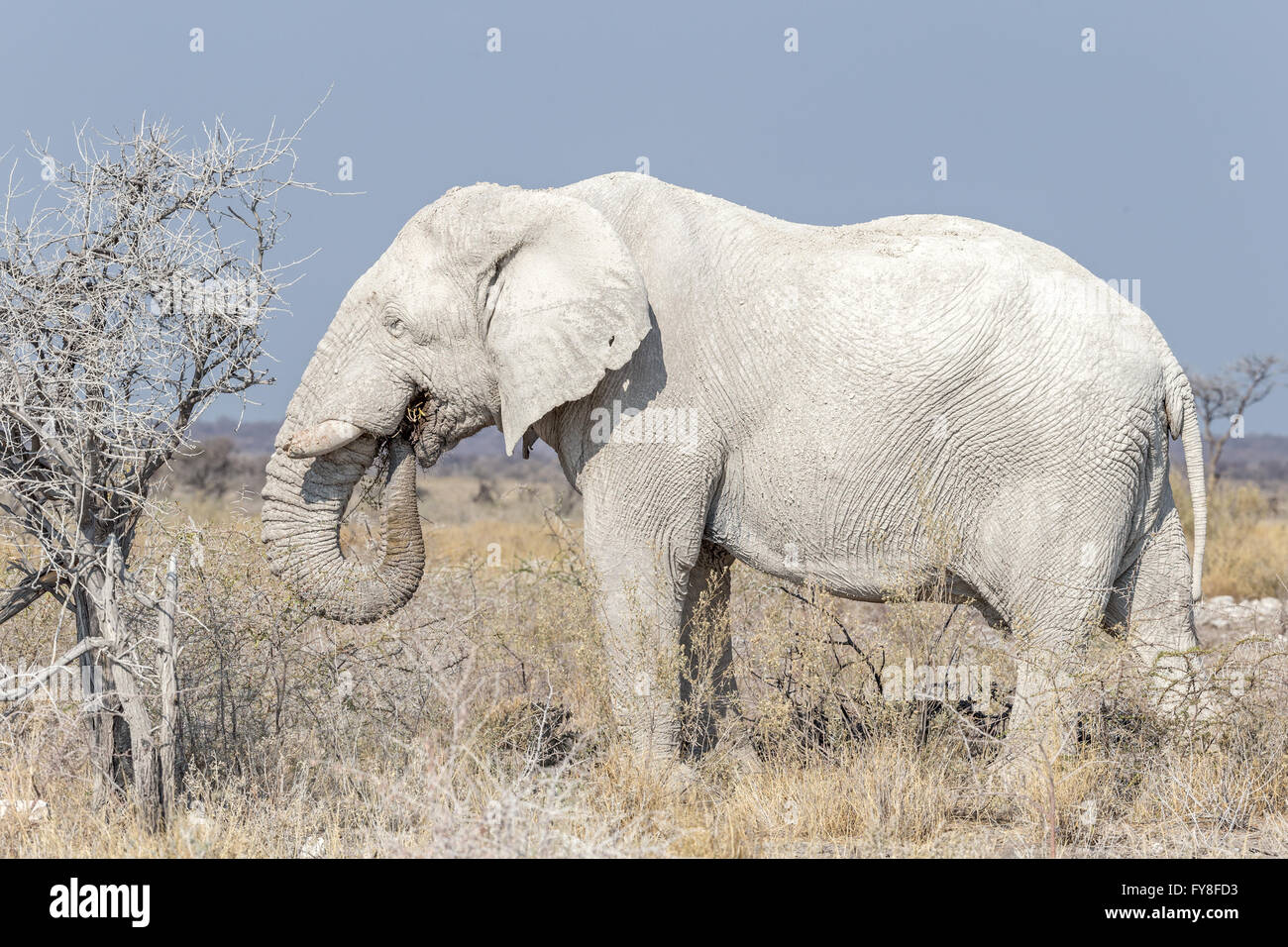 Browsing "Ghost" bull elephant, so called due to the whiteness of the ...