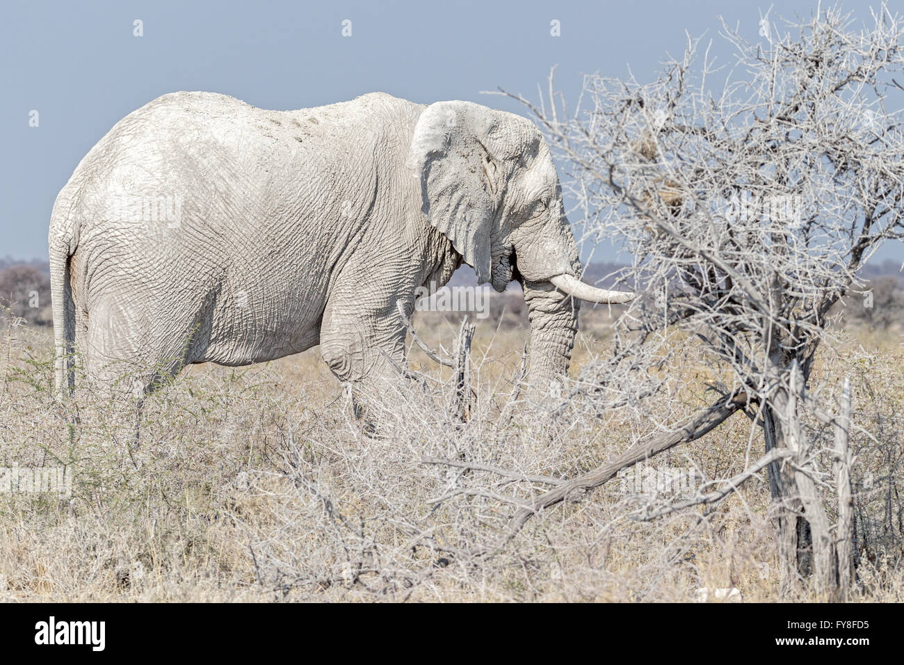 Browsing "Ghost" bull elephant, so called due to the whiteness of the ...