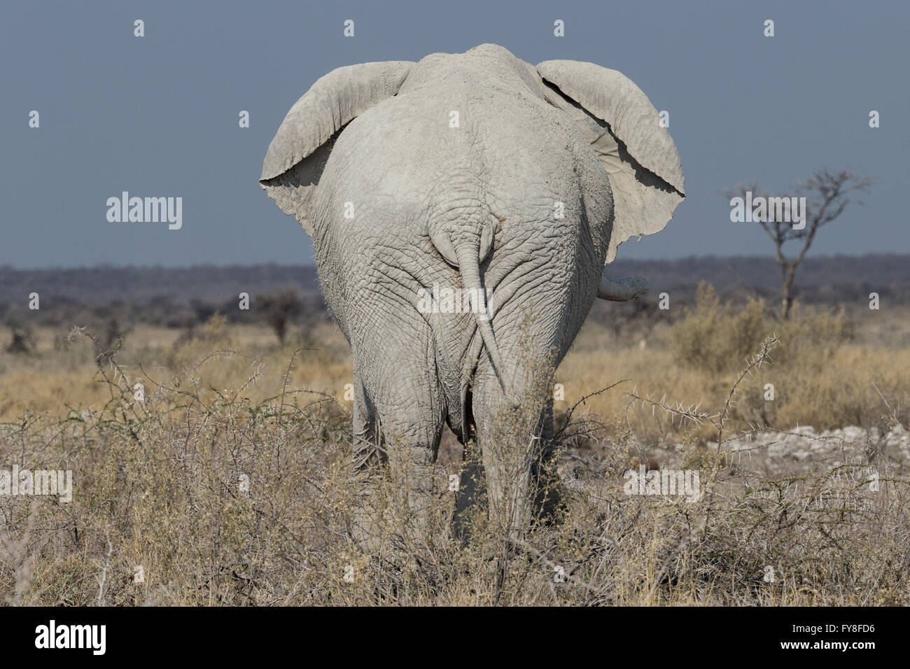 Rear, "Ghost" bull elephant, so called due to the whiteness of the clay ...