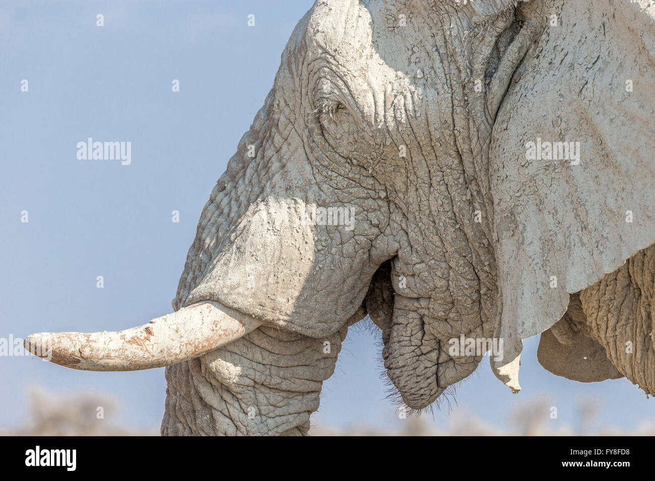 Called white elephant hi-res stock photography and images - Alamy