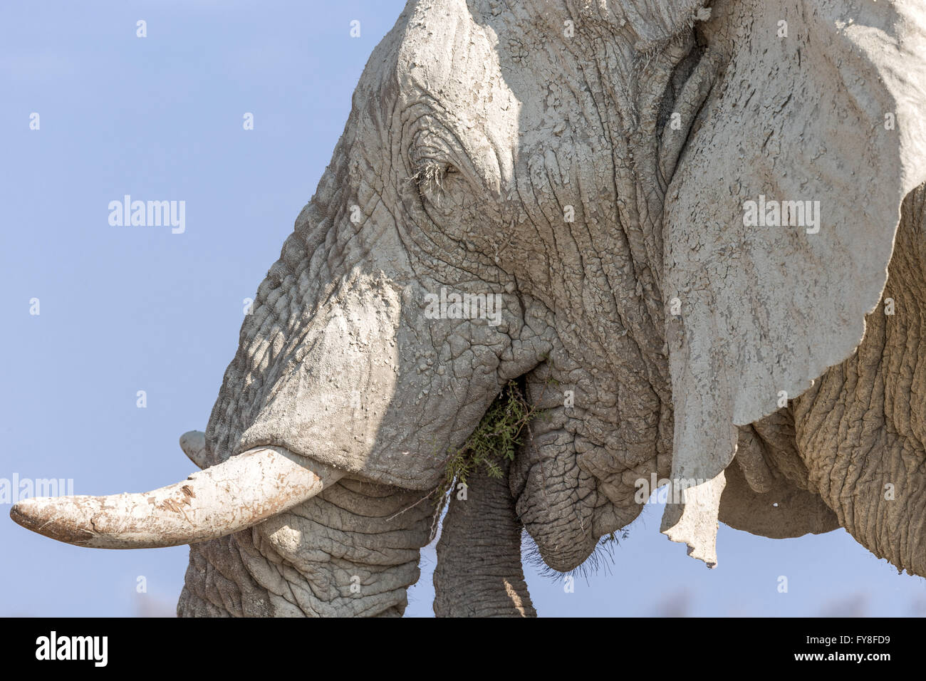 Eating, "Ghost" bull elephant, so called due to the whiteness of the ...