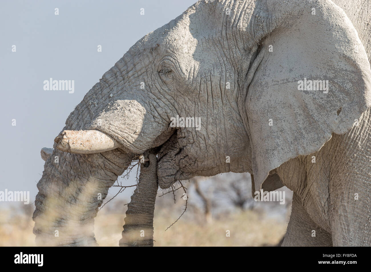 Eating, "Ghost" bull elephant, so called due to the whiteness of the ...