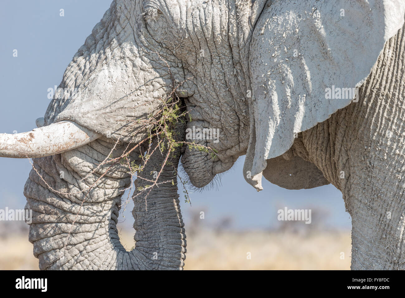 Elephant ghost hi-res stock photography and images - Alamy