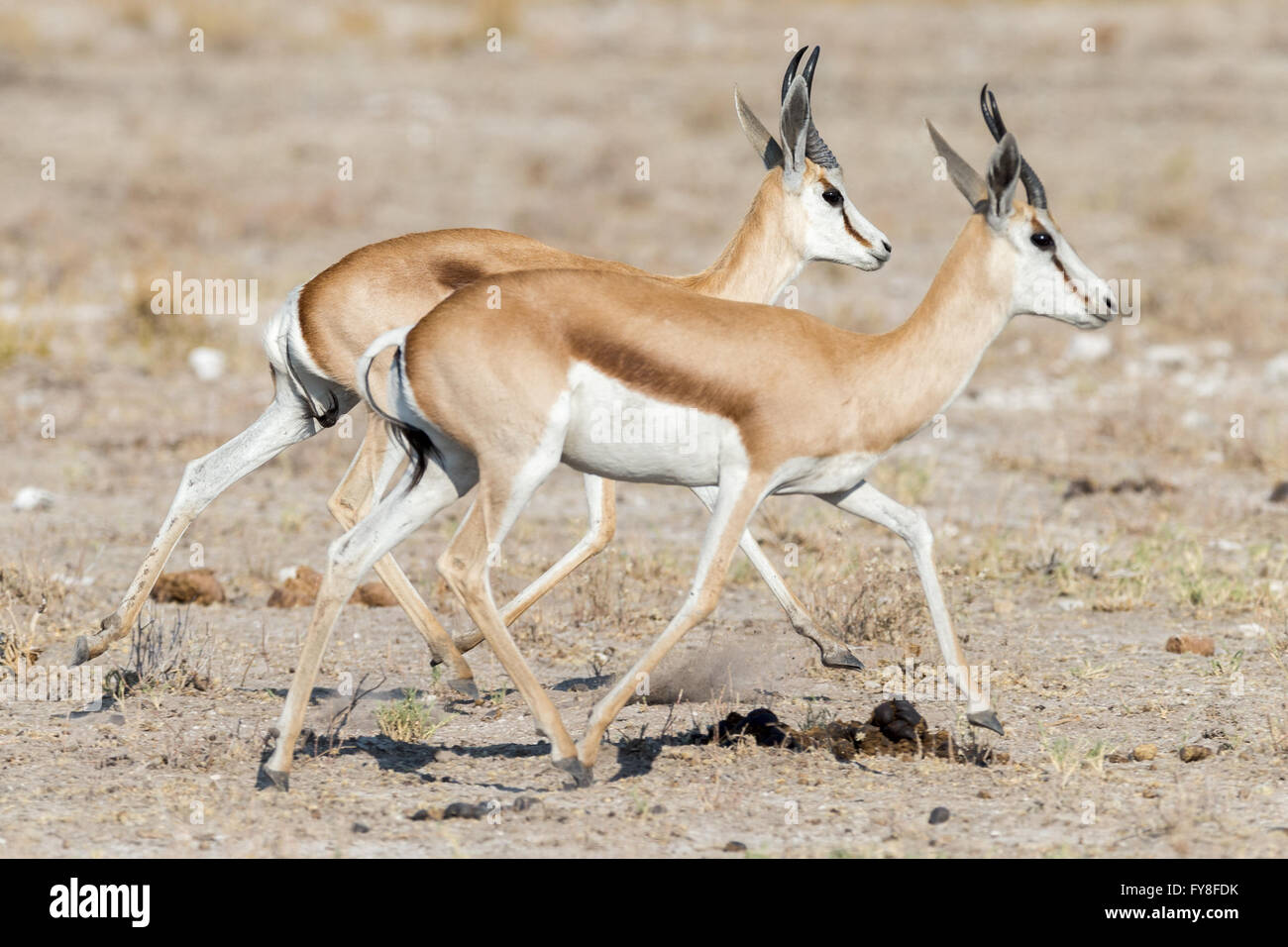 Male springbok hi-res stock photography and images - Alamy