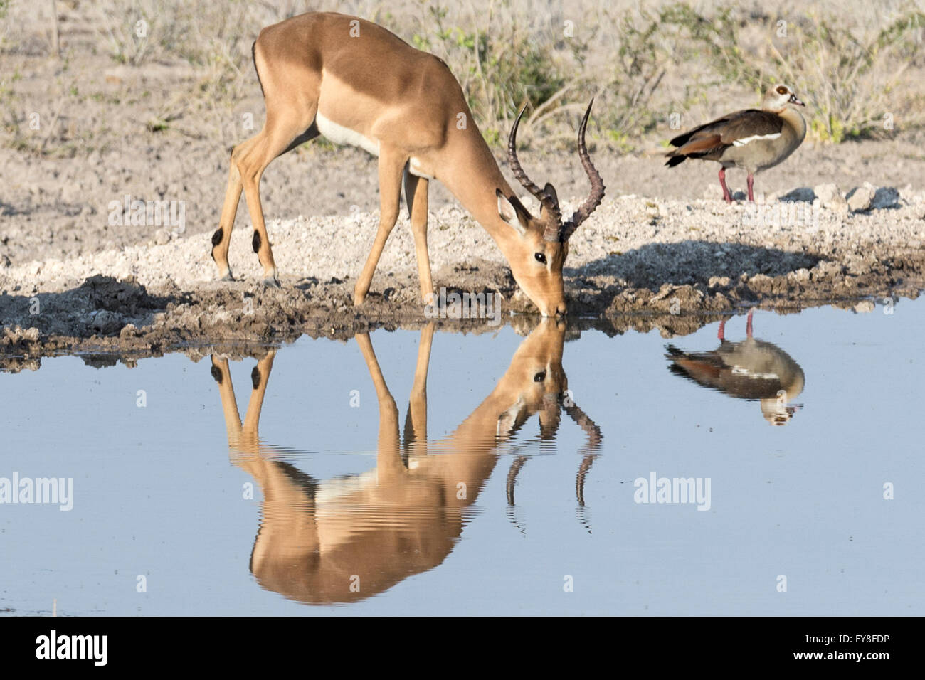 Egyptian antelope hi-res stock photography and images - Alamy