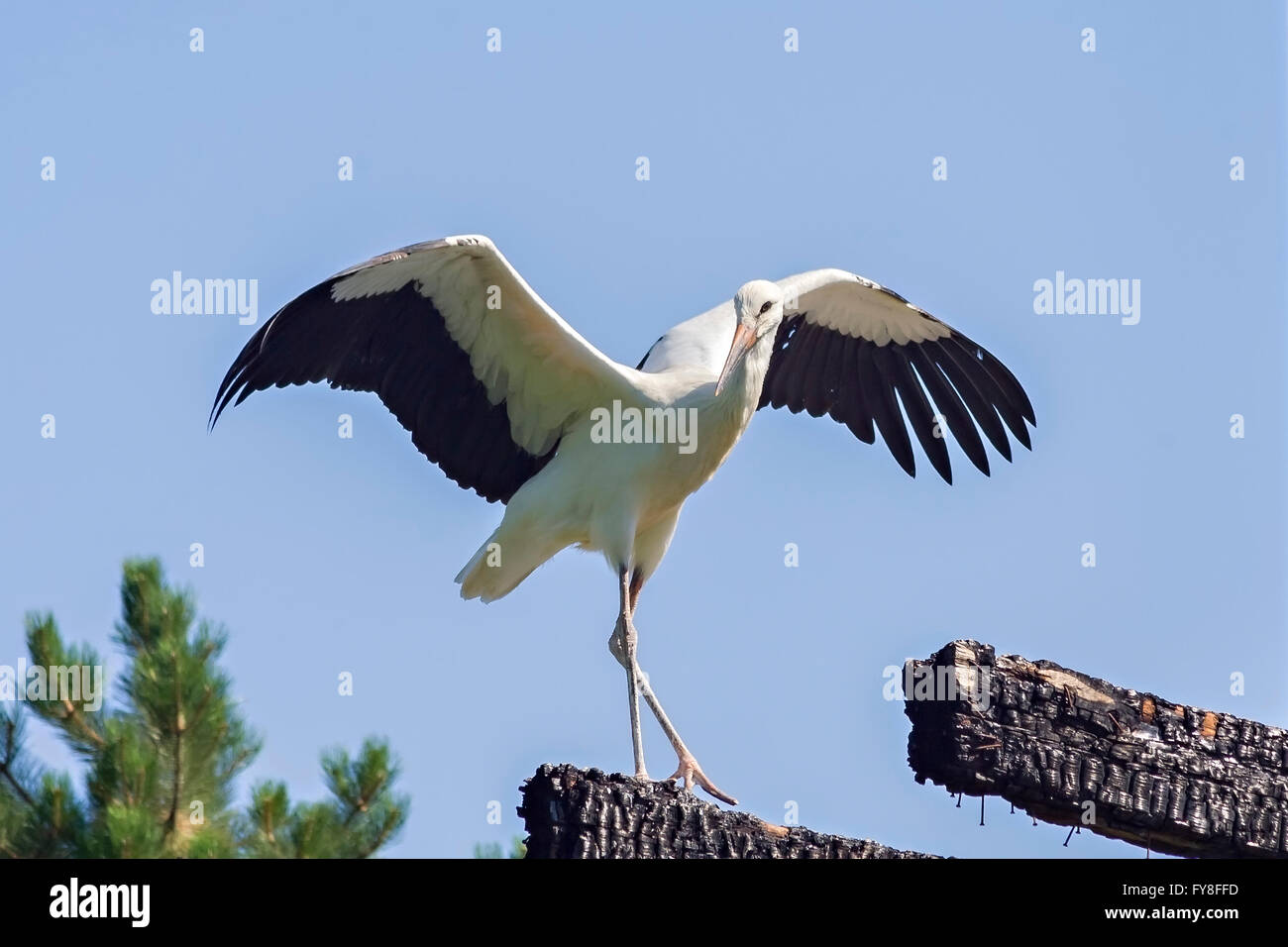 Young white stork Stock Photo - Alamy