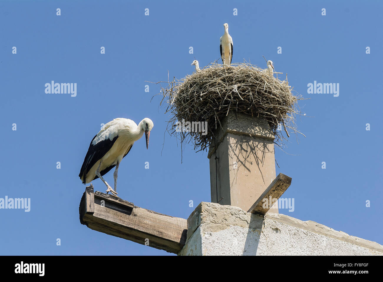 Young white stork Stock Photo - Alamy