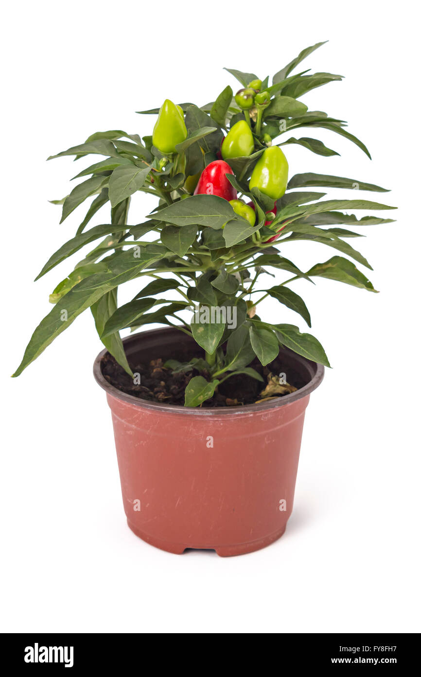 Bell chili pepper Stock Photo - Alamy