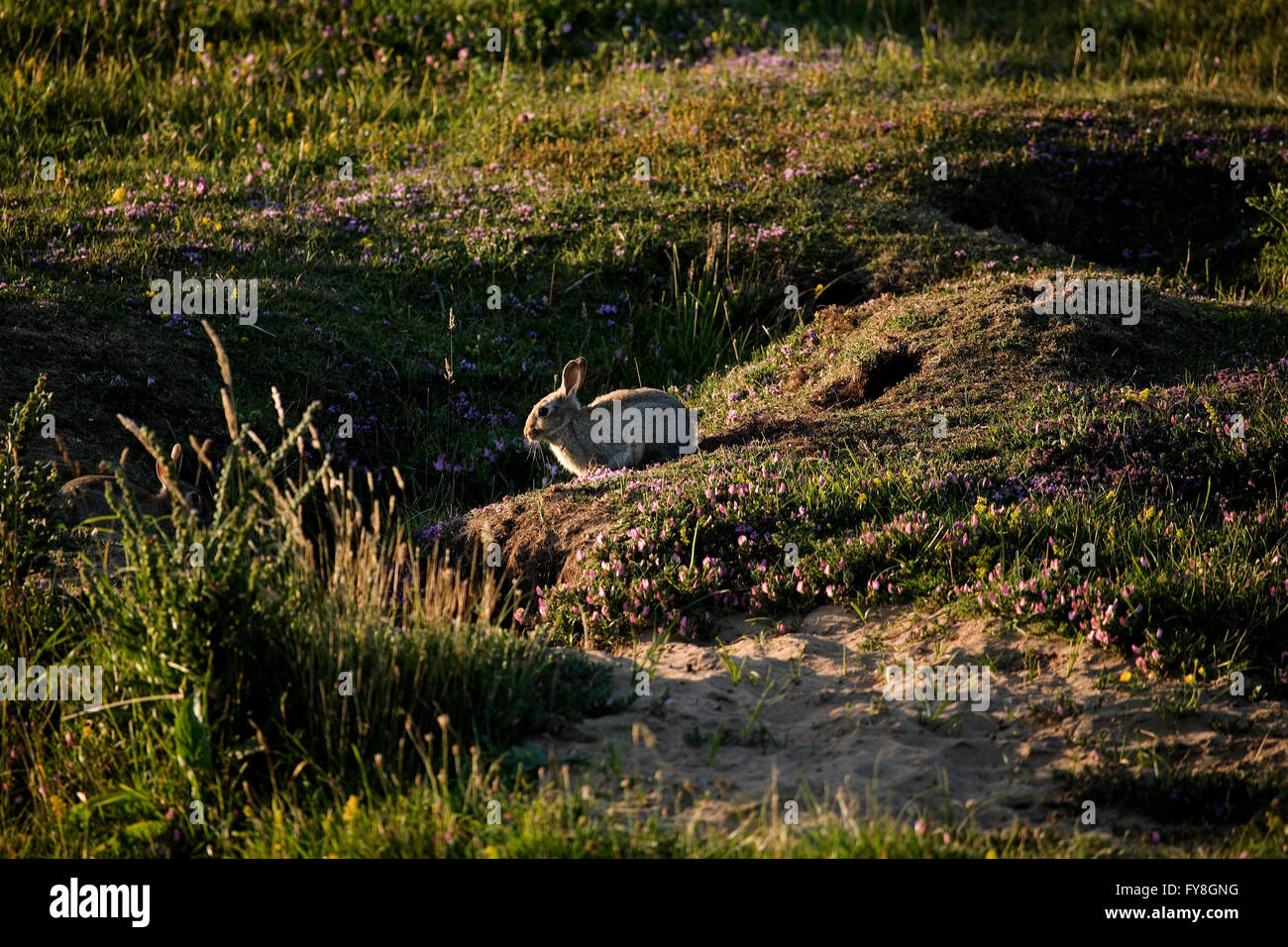 Killard nature reserve hi-res stock photography and images - Alamy