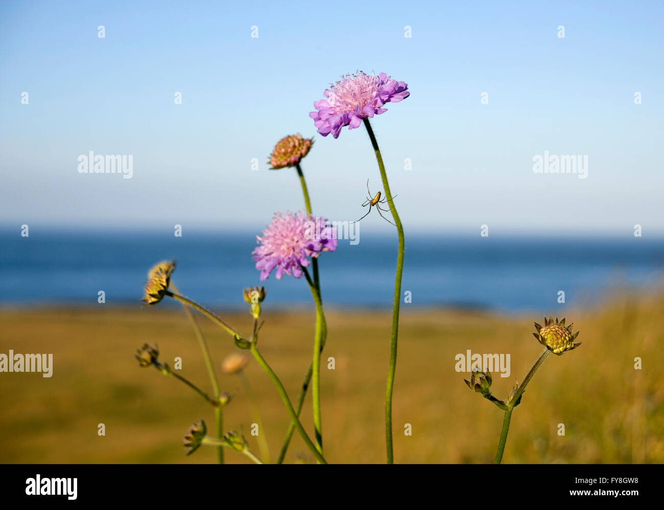 Killard hi-res stock photography and images - Alamy