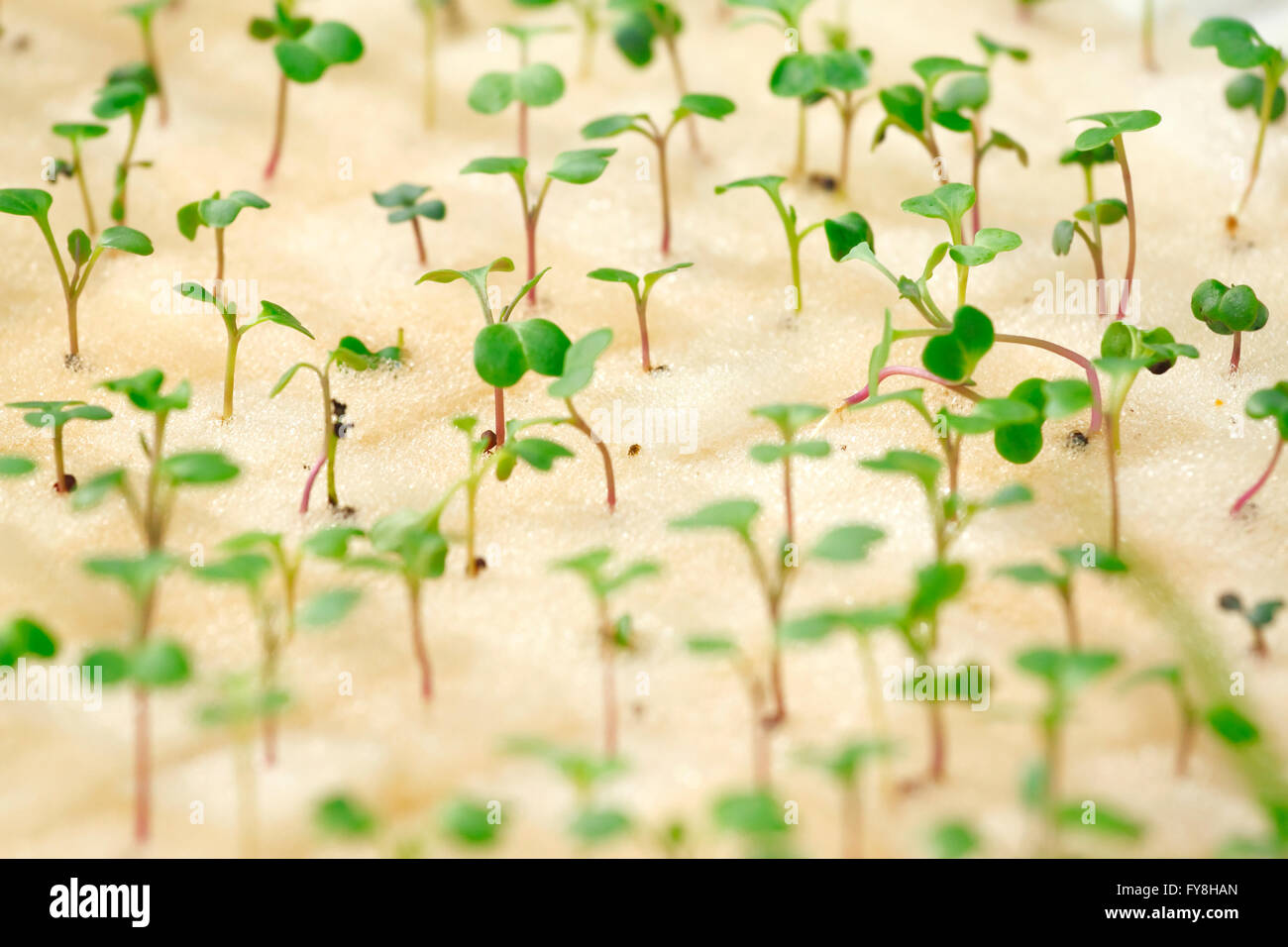Hydroponics hi-res stock photography and images - Alamy