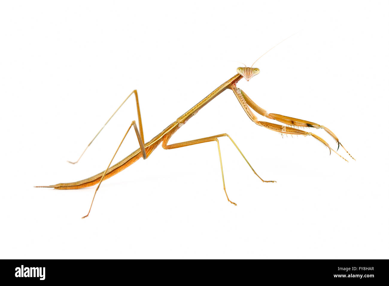 Mantis on white background Stock Photo - Alamy