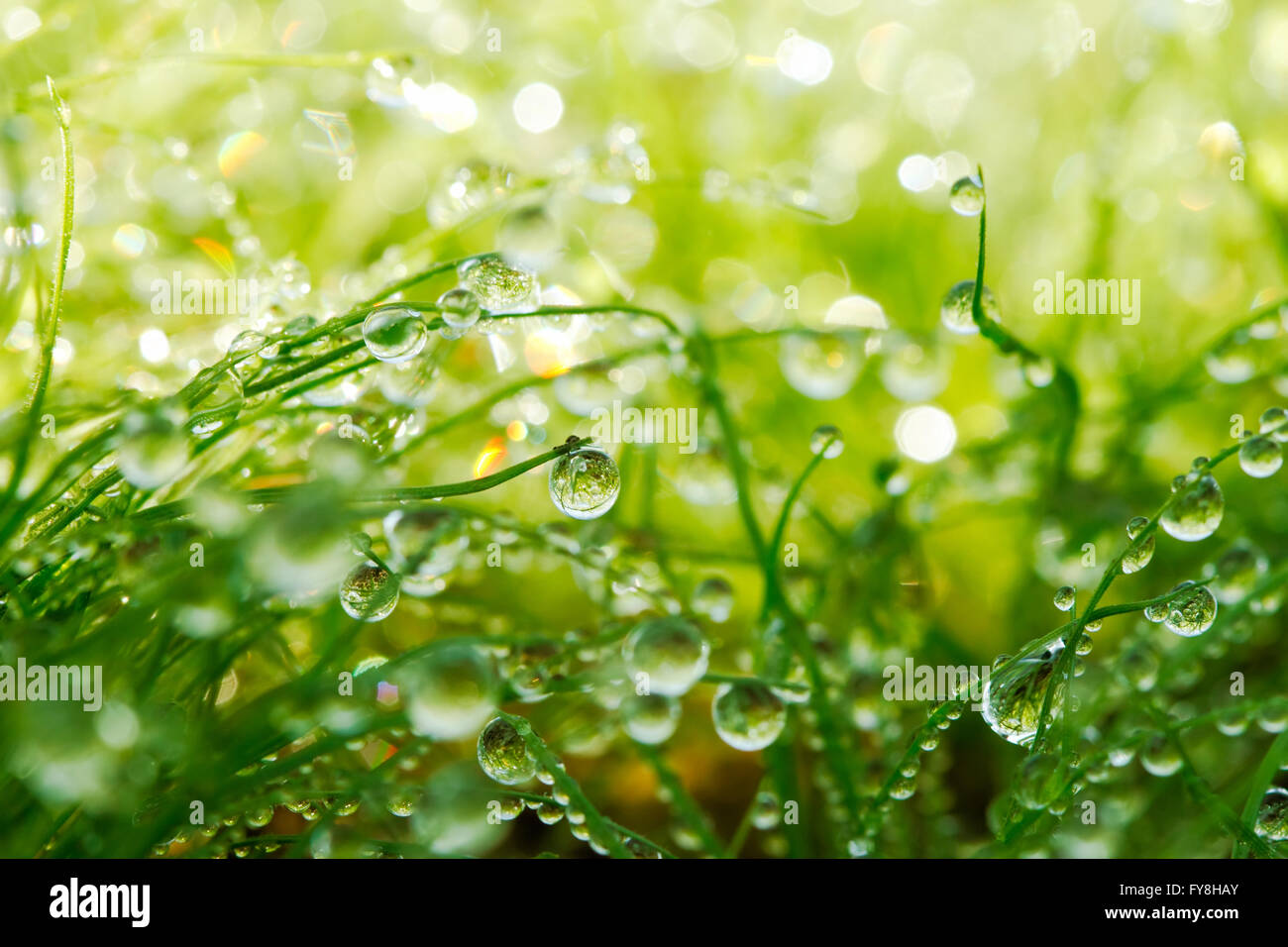 Dew drop on grasses leafs in the morning Stock Photo - Alamy
