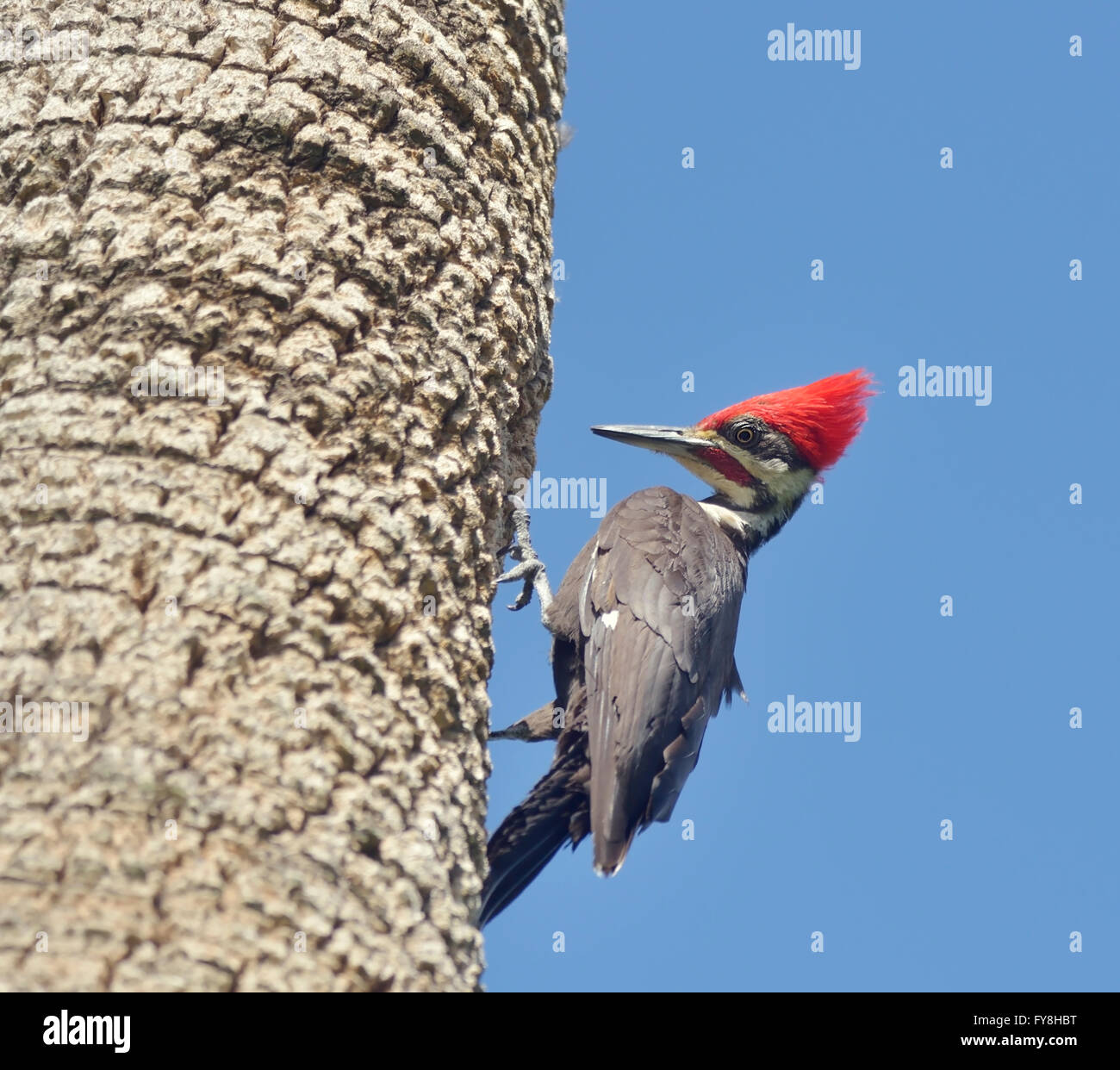 Male Pileated Woodpecker on a Tree Stock Photo - Alamy