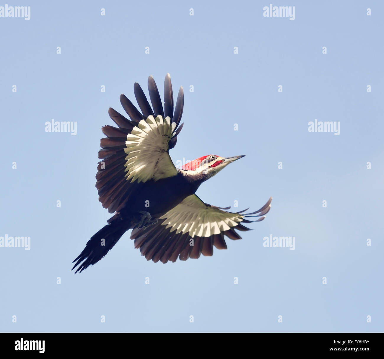 Male Pileated Woodpecker in Flight Stock Photo - Alamy