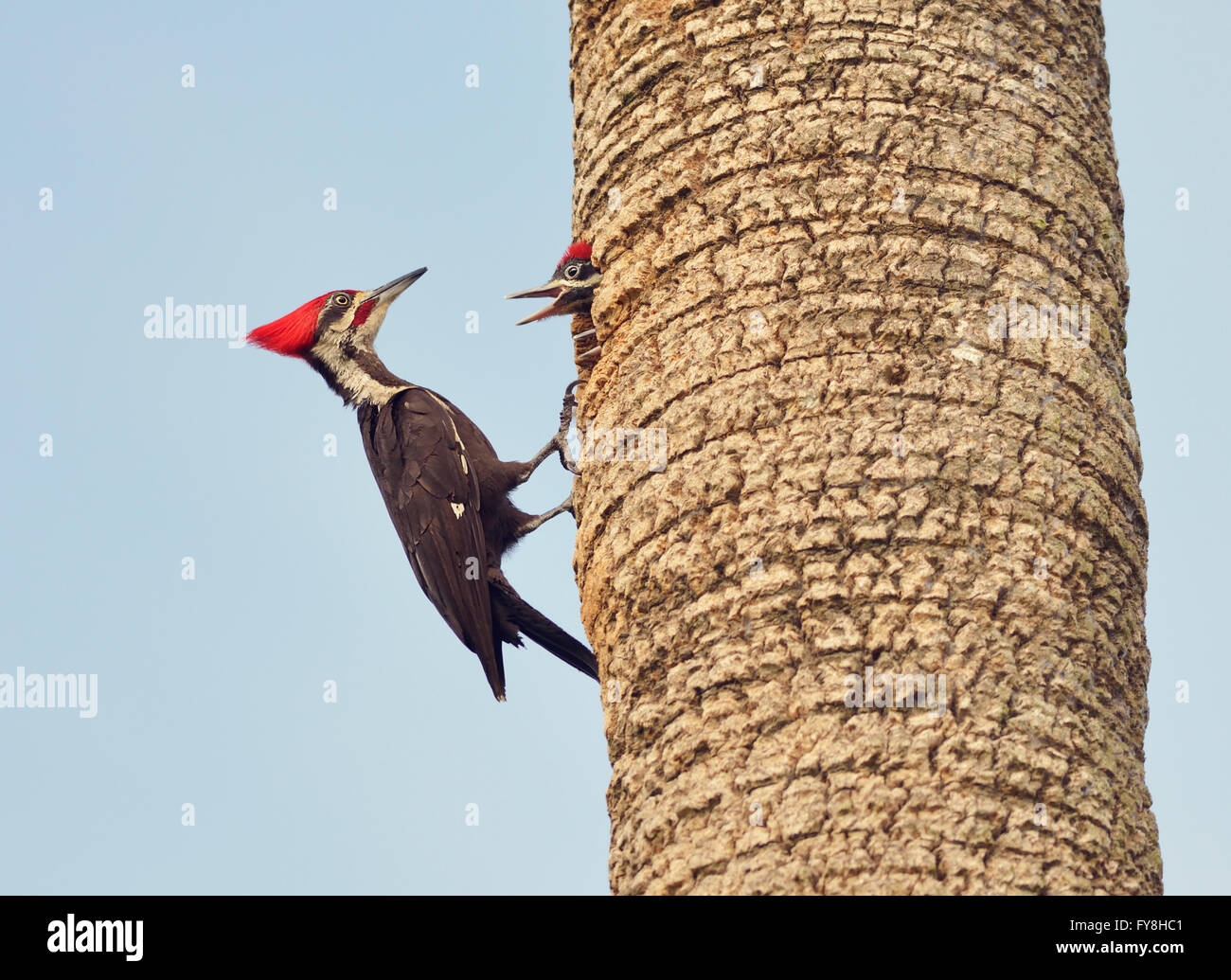 Baby woodpecker hi-res stock photography and images - Alamy