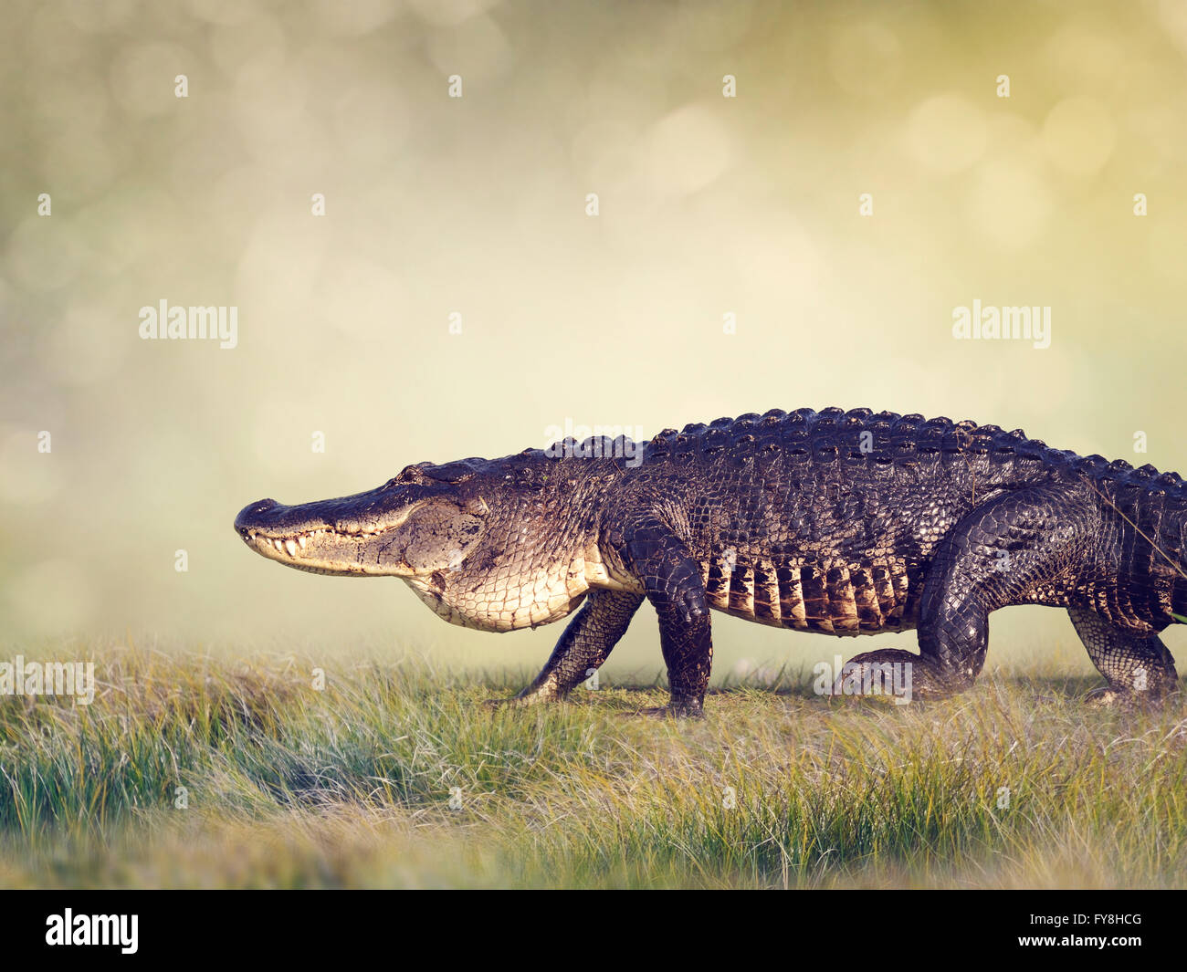 Alligator hi-res stock photography and images - Alamy