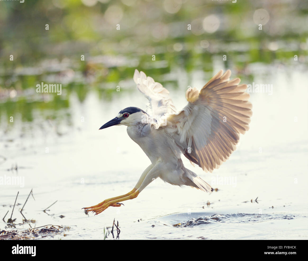 Black crowned night heron in flight hi-res stock photography and images ...
