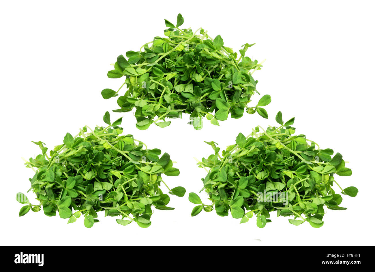 Snow Pea Sprouts Stock Photo - Alamy