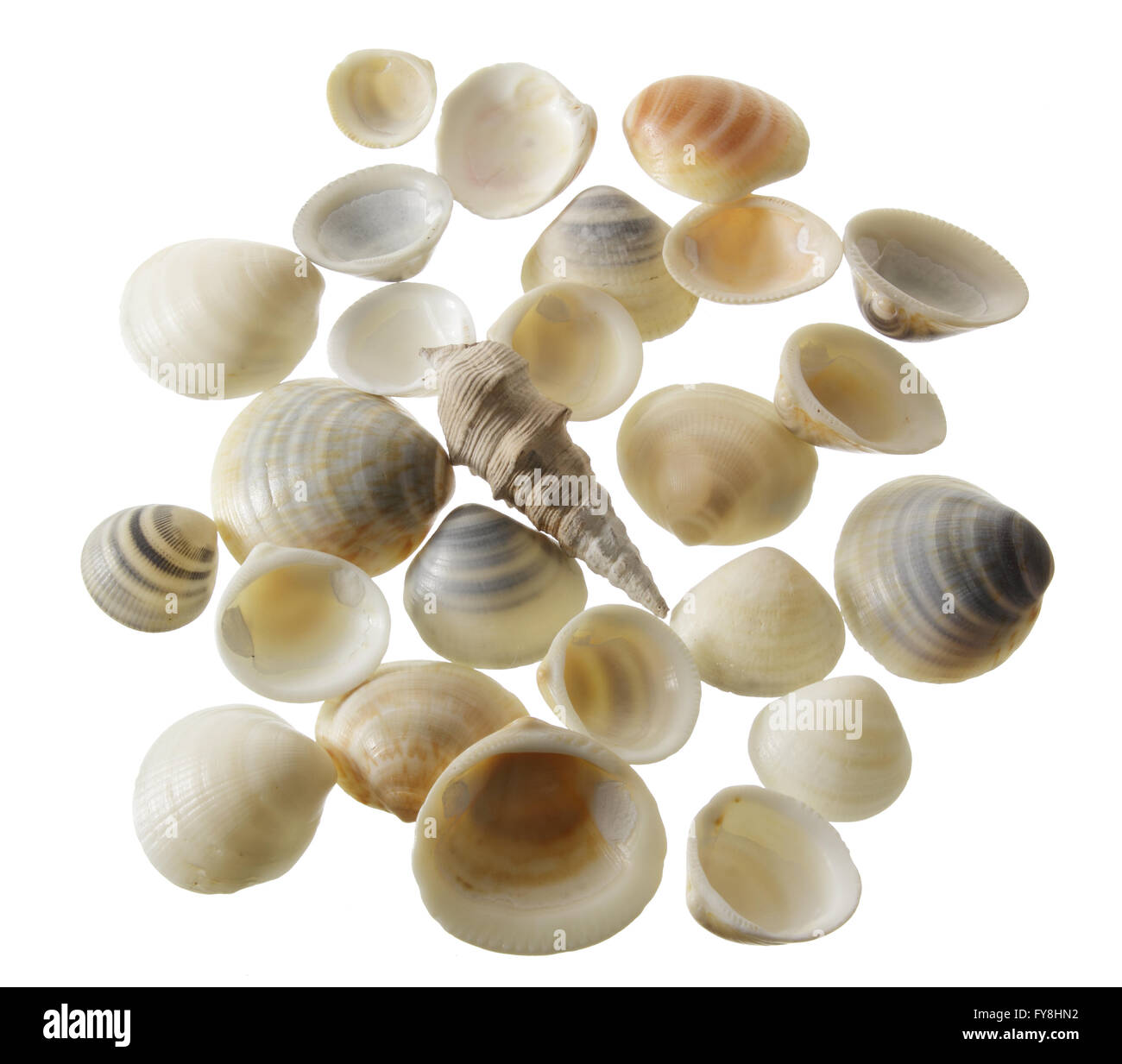 Cockleshells hi-res stock photography and images - Alamy
